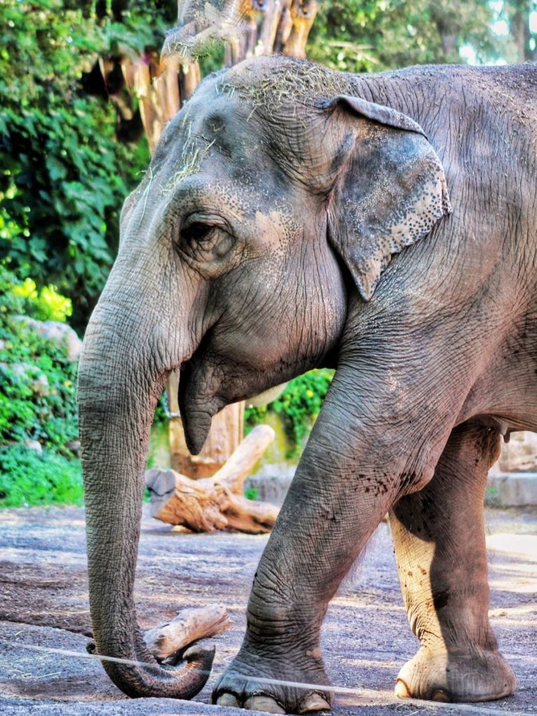 Visit Rome Zoo Bioparco in Villa Borghese : Tickets, What to See & Do ...